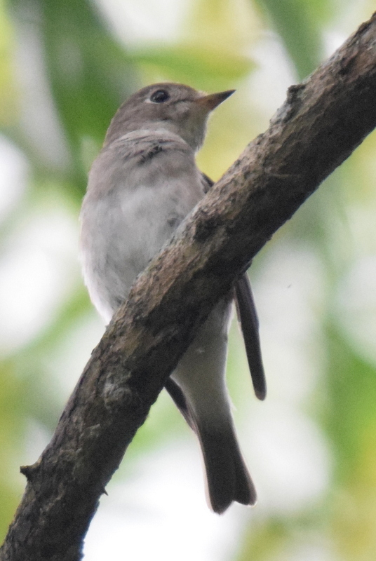 Asian Brown Flycatcher (Birds of Singapore) · iNaturalist