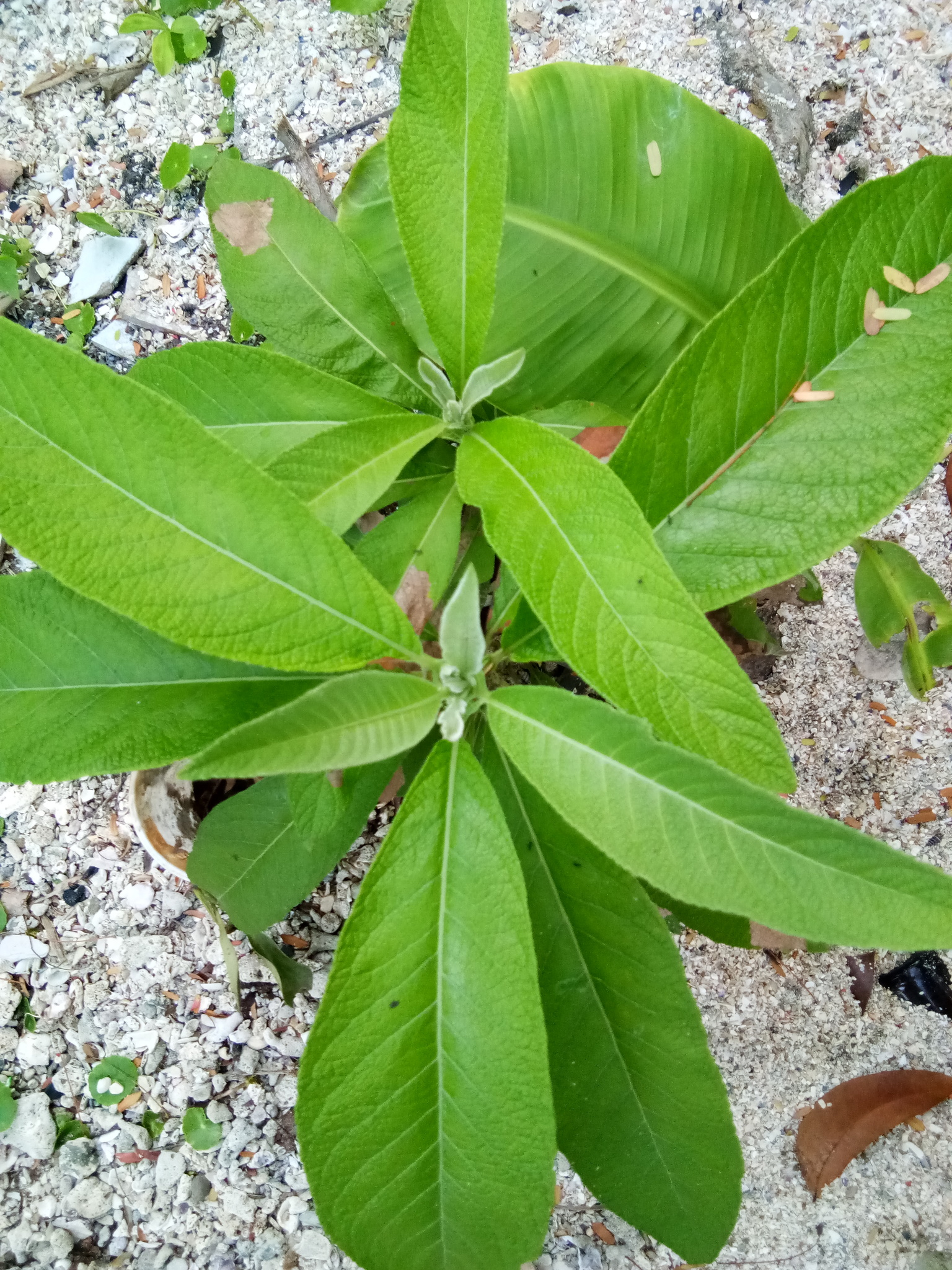 Blumea balsamifera (L.) DC.
