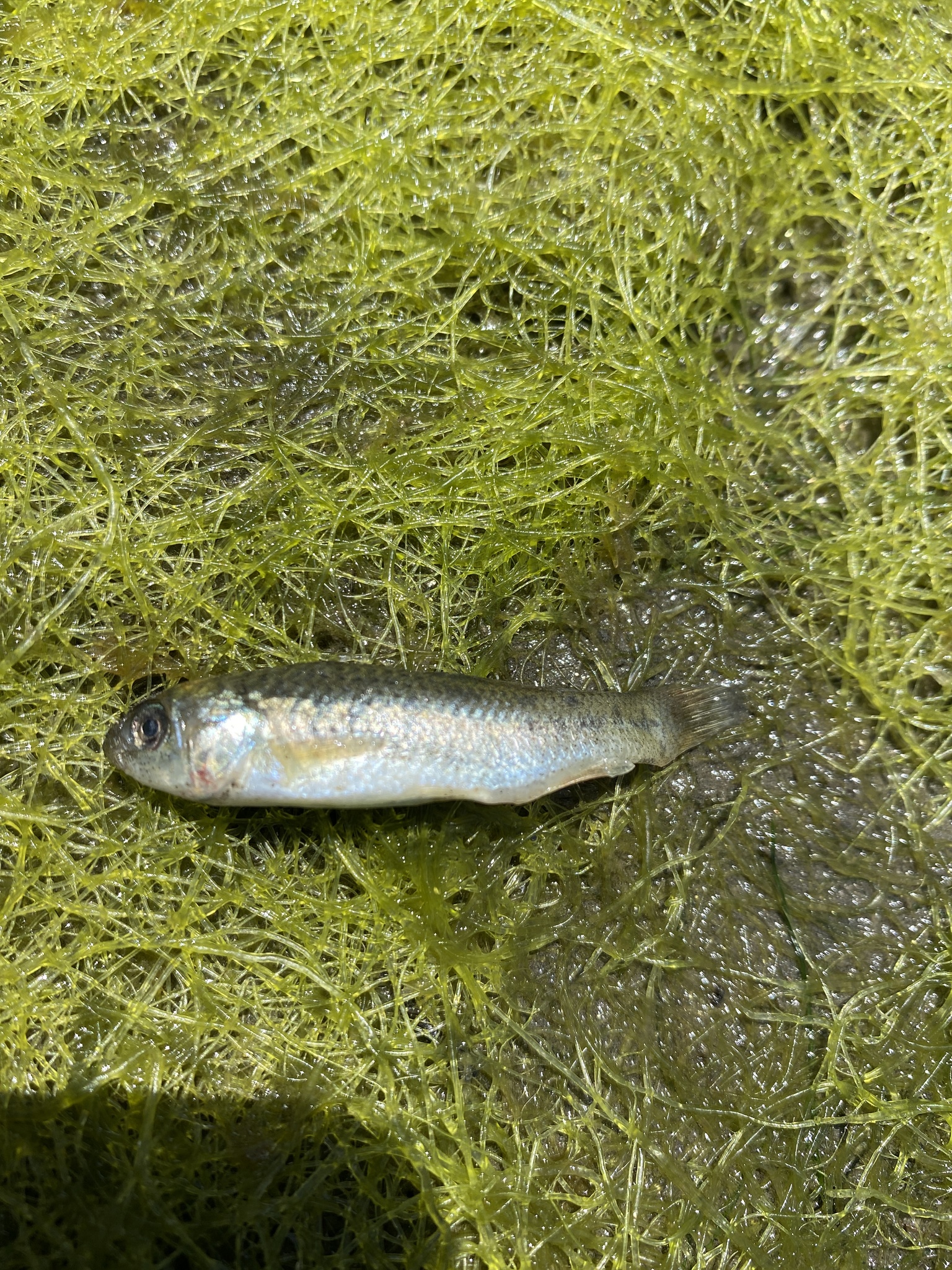 Fundulus parvipinnis Girard, 1854