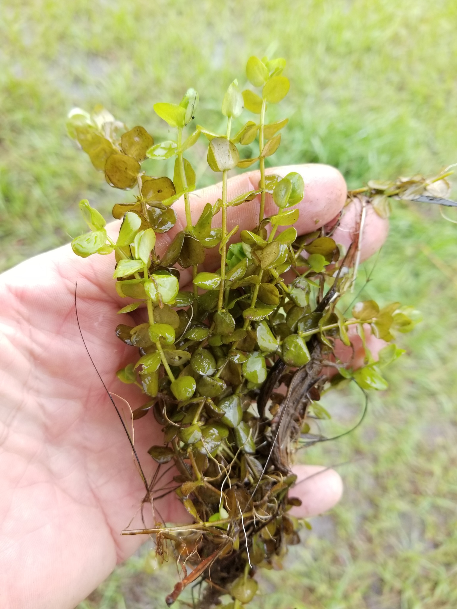 Bacopa Rotundifolia
