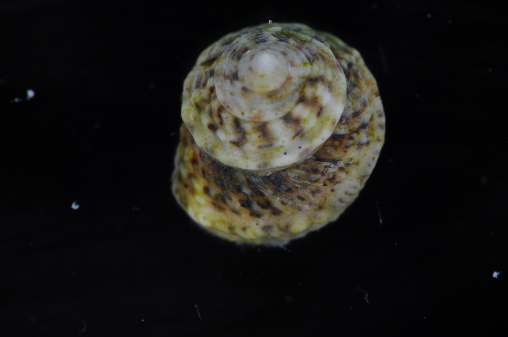 Button Snail from Gulf County, FL, USA on May 2, 2021 at 11:36 AM by ...