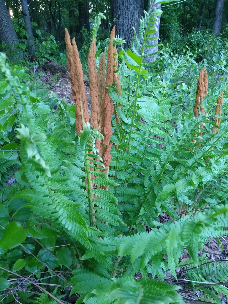 cinnamon fern from Wheaton, Wheaton-Glenmont, MD, USA on May 5, 2021 at ...