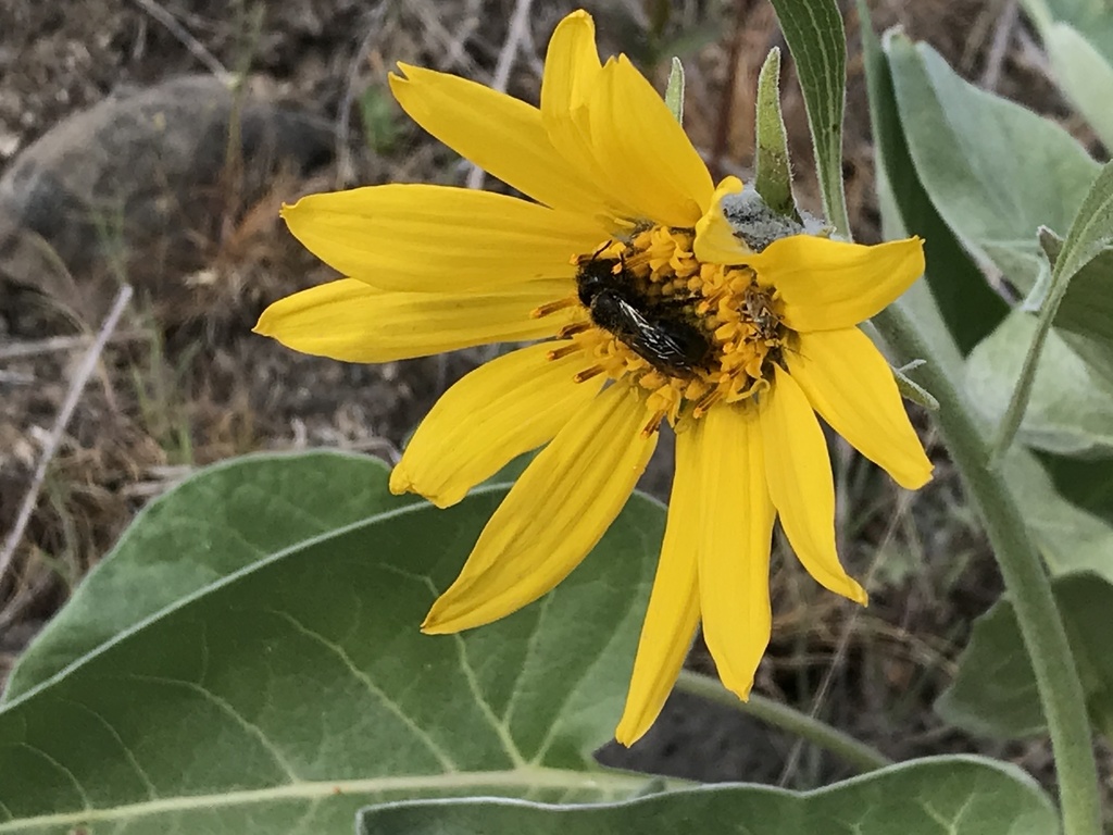 arrowleaf balsamroot from Latah Valley, Spokane, WA, US on April 22 ...