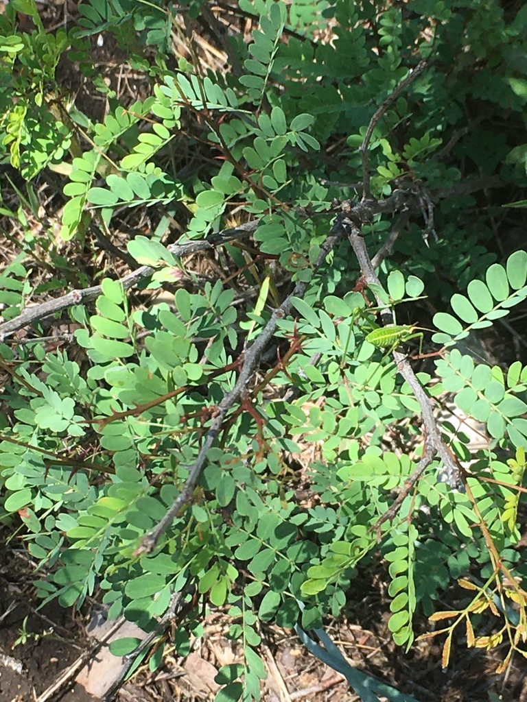 Roundflower Catclaw from Garden Ridge, TX, US on May 3, 2021 at 01:35 ...