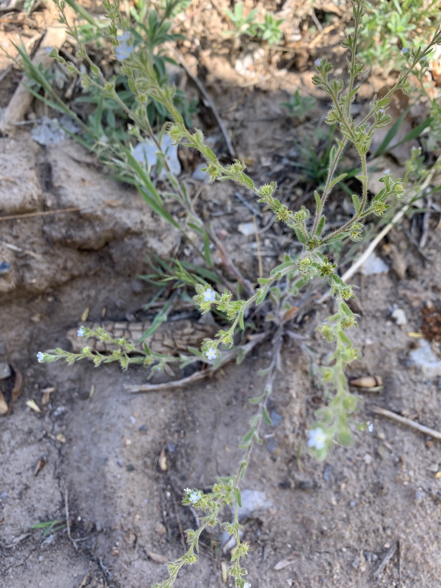 Cryptantha crassisepala (Torr. & Gray) Greene