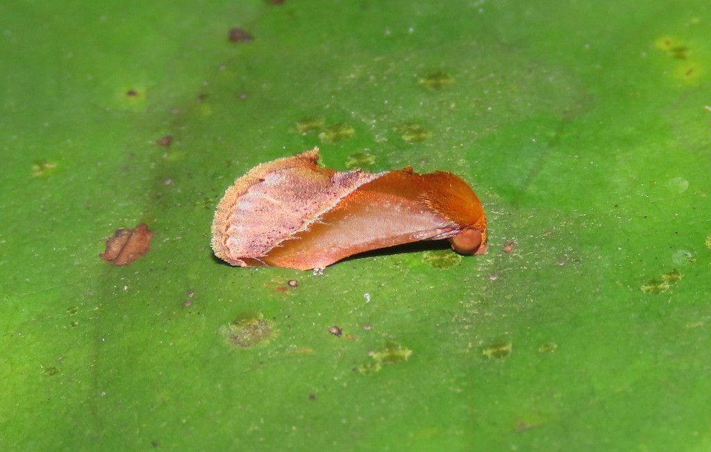 Arsacia rectalis from Bukit Panjang, Singapore on April 25, 2021 at 11: ...