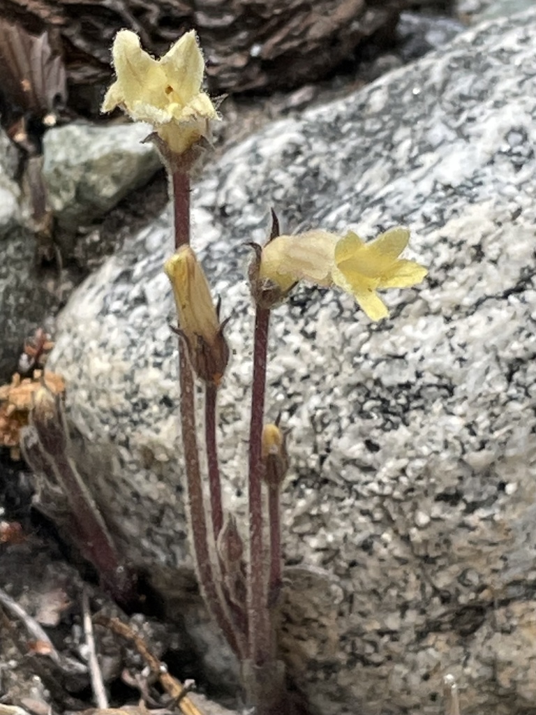 yellow clustered broomrape from San Bernardino National Forest, Banning ...