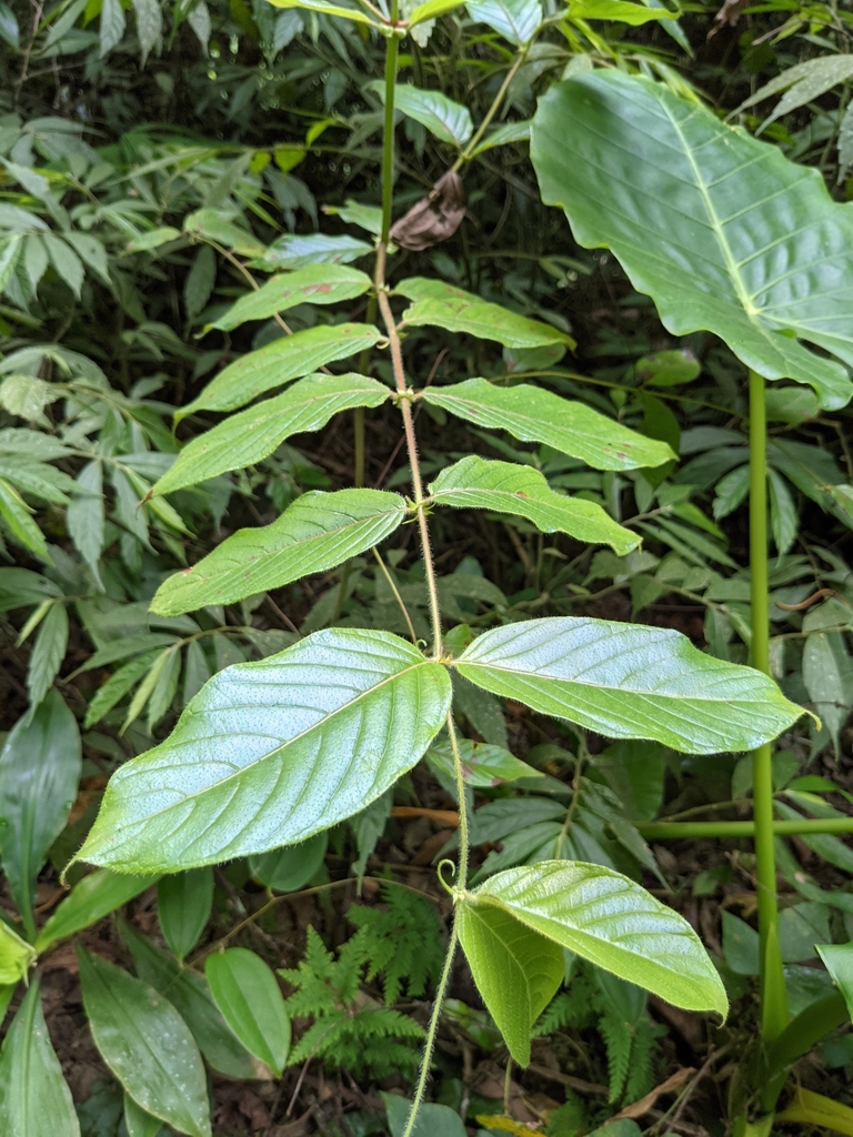 Uncaria hirsuta from 313台灣新竹縣尖石鄉義興村 on May 03, 2021 at 09:46 AM by 長鬃山羊 ...
