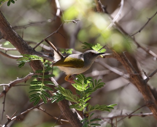 Grey-backed Camaroptera (Subspecies Camaroptera brachyura sharpei ...