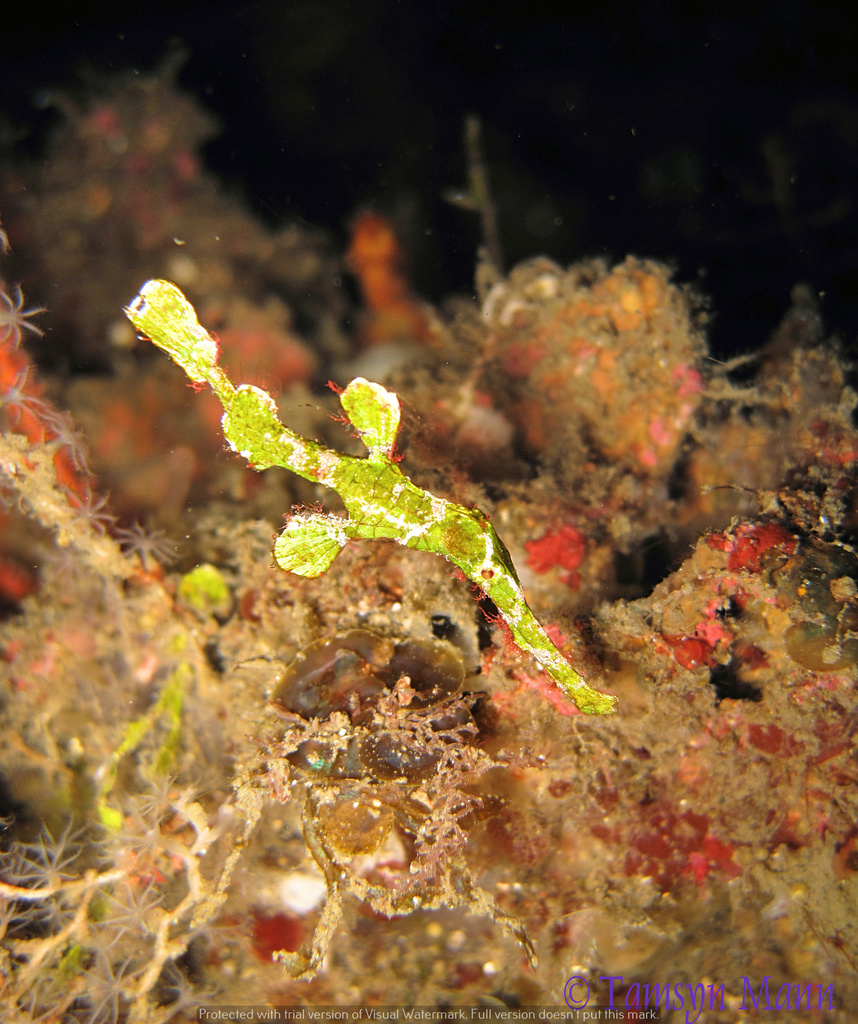 Halimeda Ghostpipefish (Solenostomus halimeda) - Marine Life Identification