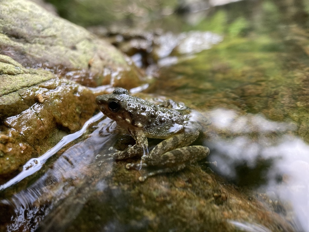 Amolops from Tiantai, Taizhou, Zhejiang, CN on April 30, 2021 at 05:41 ...