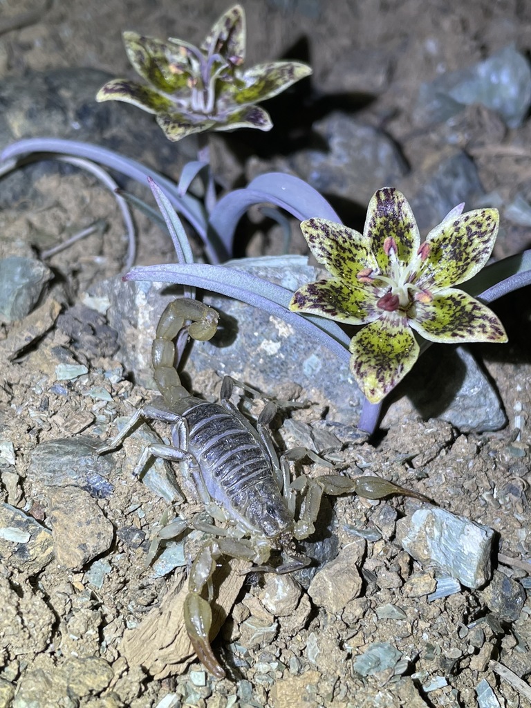 California common scorpion in May 2021 by Damon Tighe · iNaturalist