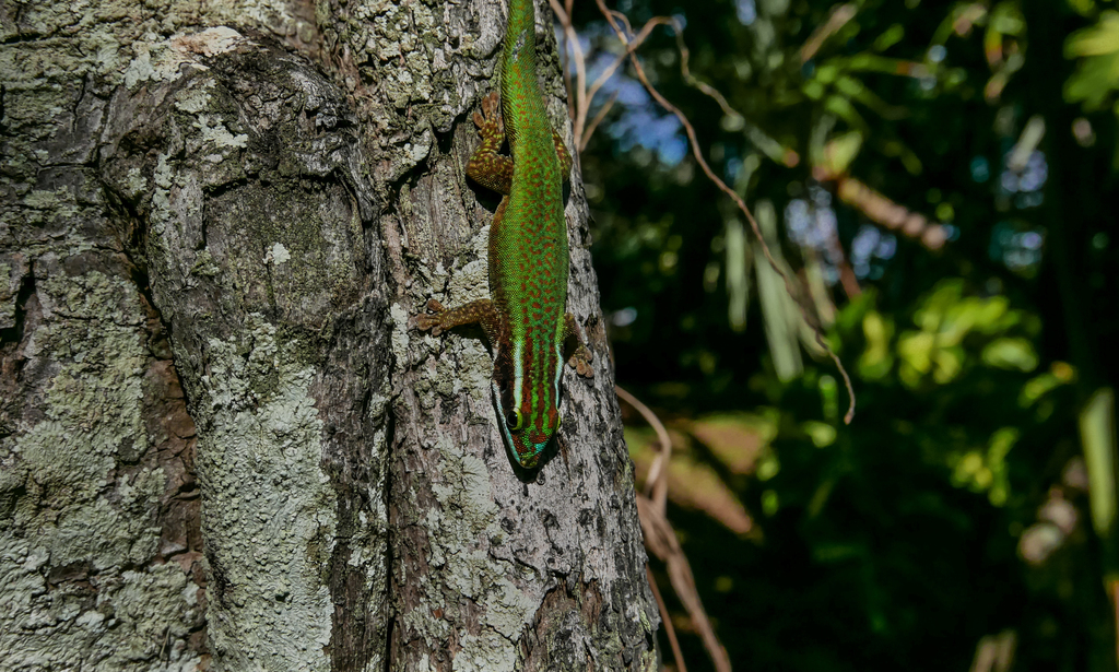 Réunion Island ornate day gecko in June 2016 by Mitchell Robinson ...