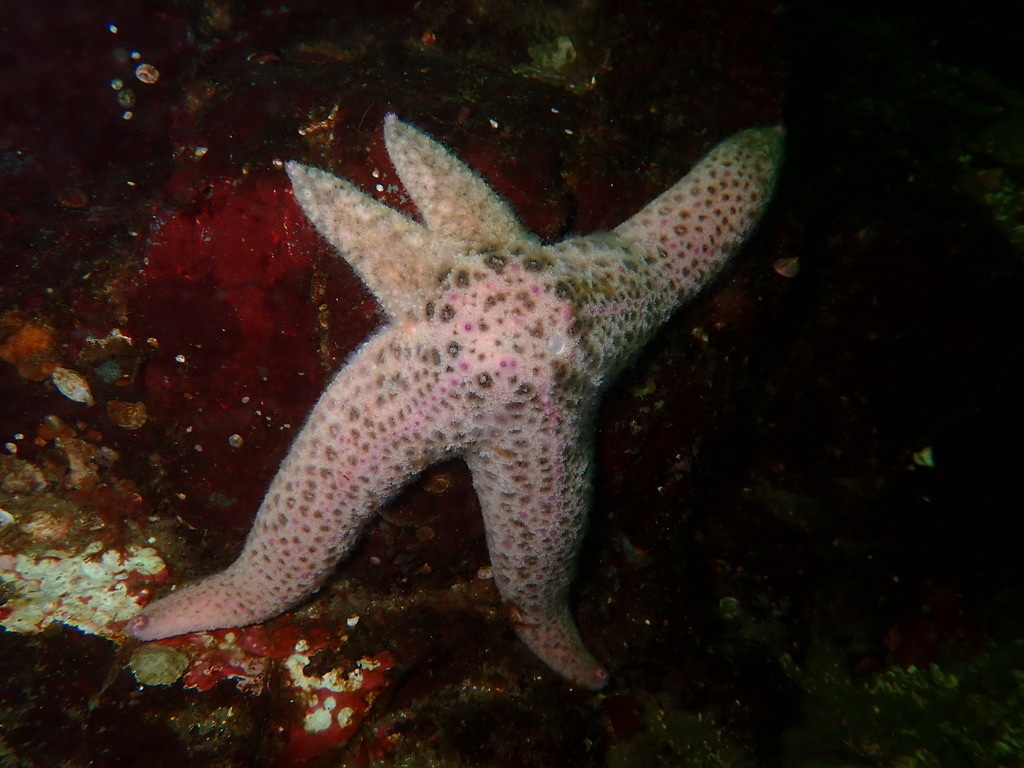 Giant Pink Sea Star from Nanaimo, BC, Canada on March 11, 2021 at 11:17 ...