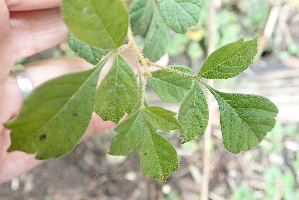 Common Wild Currant from Knysna, 6570, South Africa on April 30, 2021 ...
