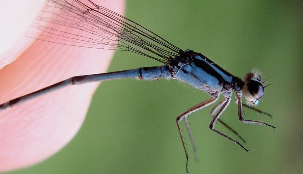 Acanthagrion chararum (Dragonflies and Damselflies of Amazonas, Brazil ...