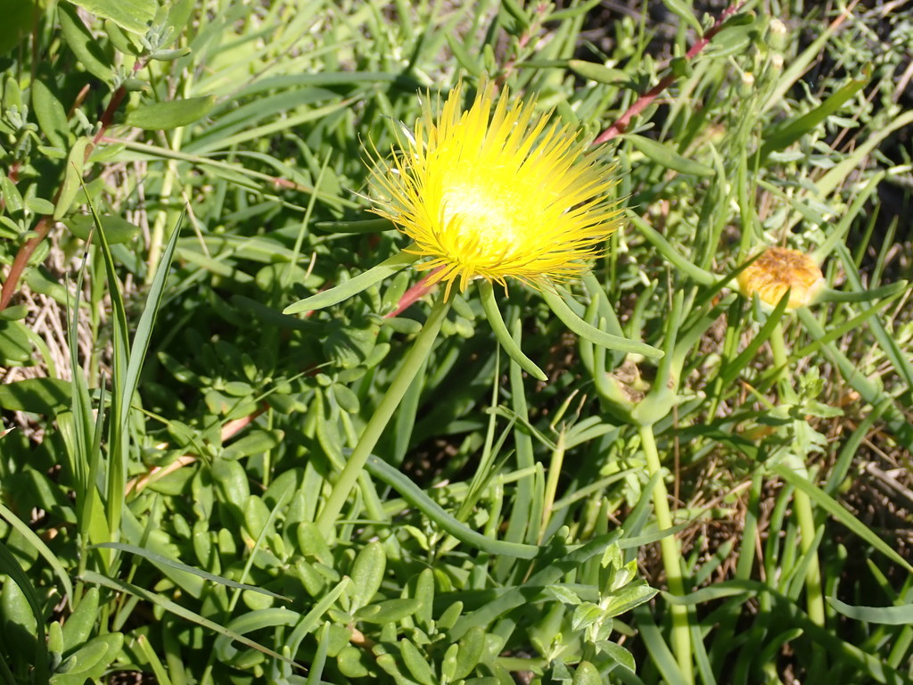 Pig's-root from Dune Molerat Trails, South Cape, South Africa on May 01 ...
