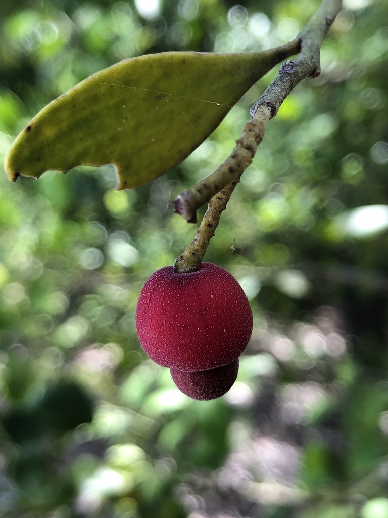 Broad Leaved Native Cherry from Magnetic Island, Horseshoe Bay, QLD, AU ...