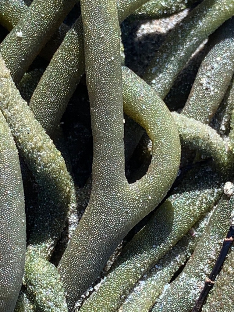 (Codium galeatum) - Botanical Realm