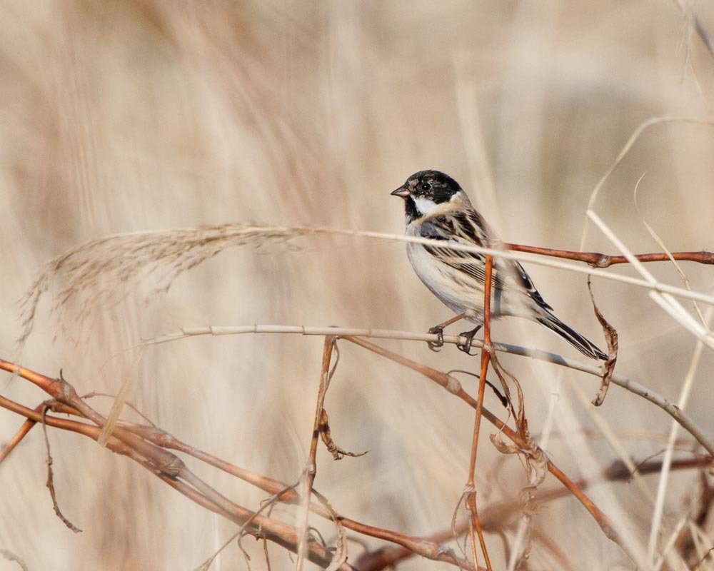 Pallas's Bunting from Seo-gu, Daejeon, South Korea on April 01, 2011 at ...