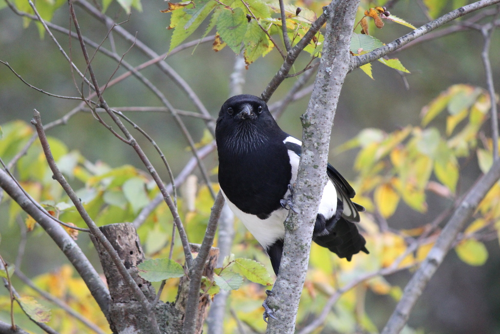 Oriental Magpie from Seorak-dong, Sokcho-si, Gangwon-do, South Korea on ...
