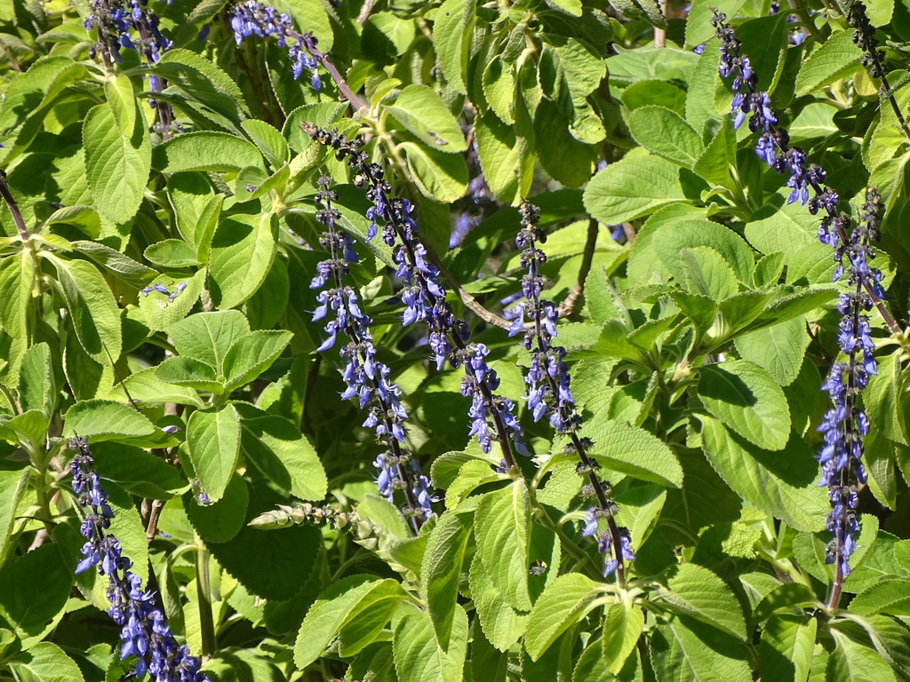 Woolly Plectranthus (Coleus barbatus) - Botanical Realm