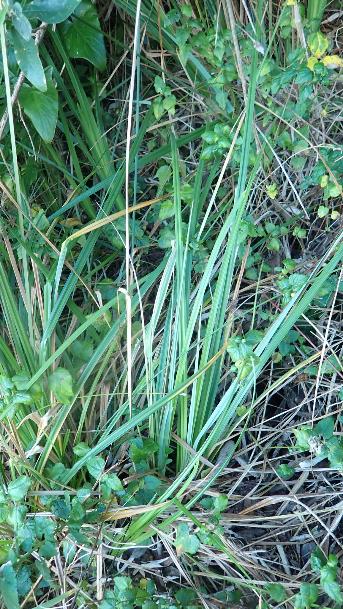 Carex clavata Thunb.