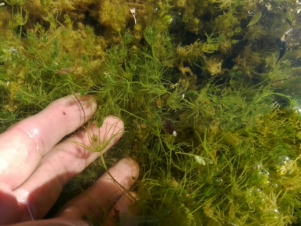 common stonewort (Chara vulgaris) - Botanical Realm