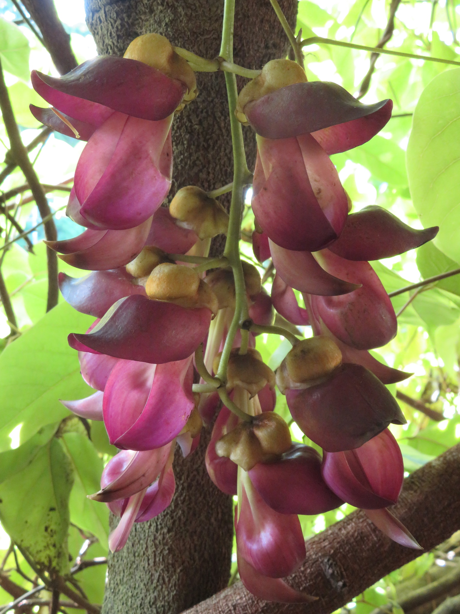 Mucuna sempervirens Hemsl.