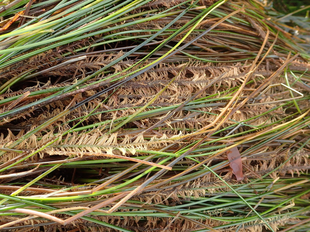 Torrey's Surfgrass (Phyllospadix torreyi) - Botanical Realm