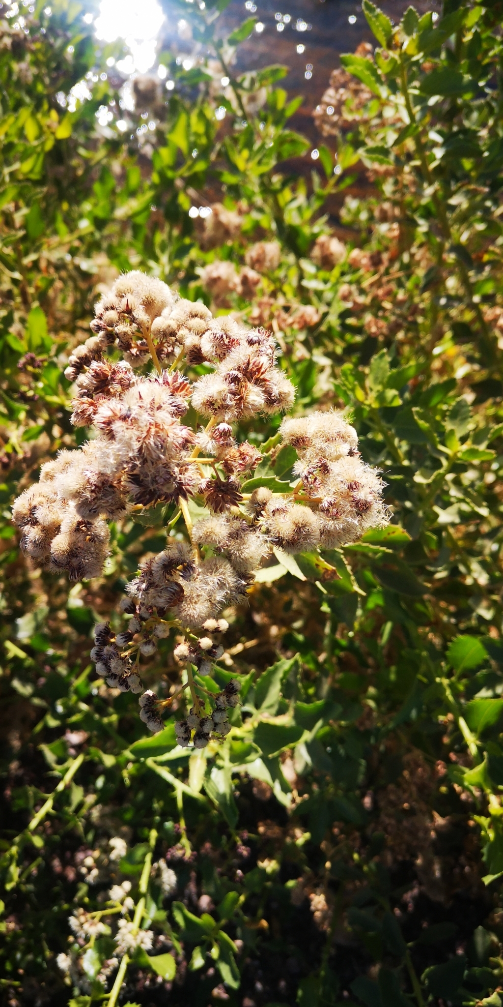 Baccharis scandens (Ruiz & Pav.) Pers.