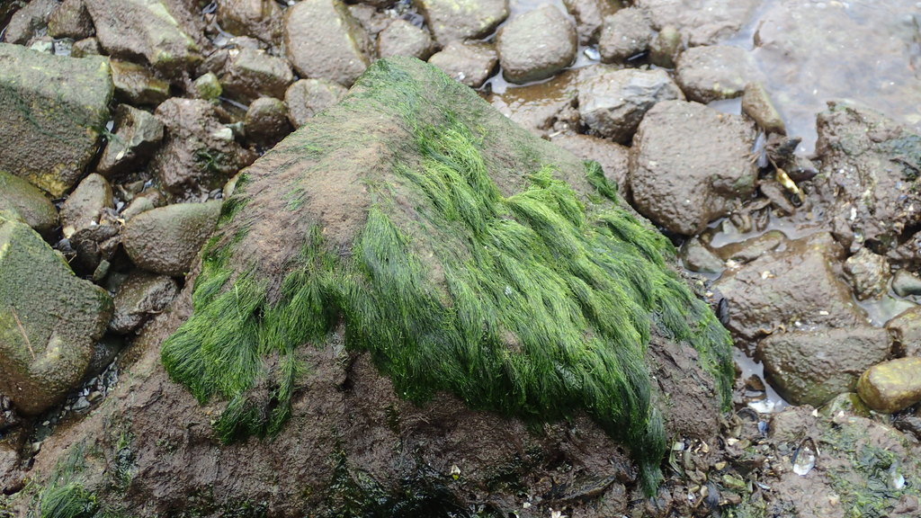 Green Tarantula Weed from Камчатский край, Россия on May 3, 2021 at 05: ...