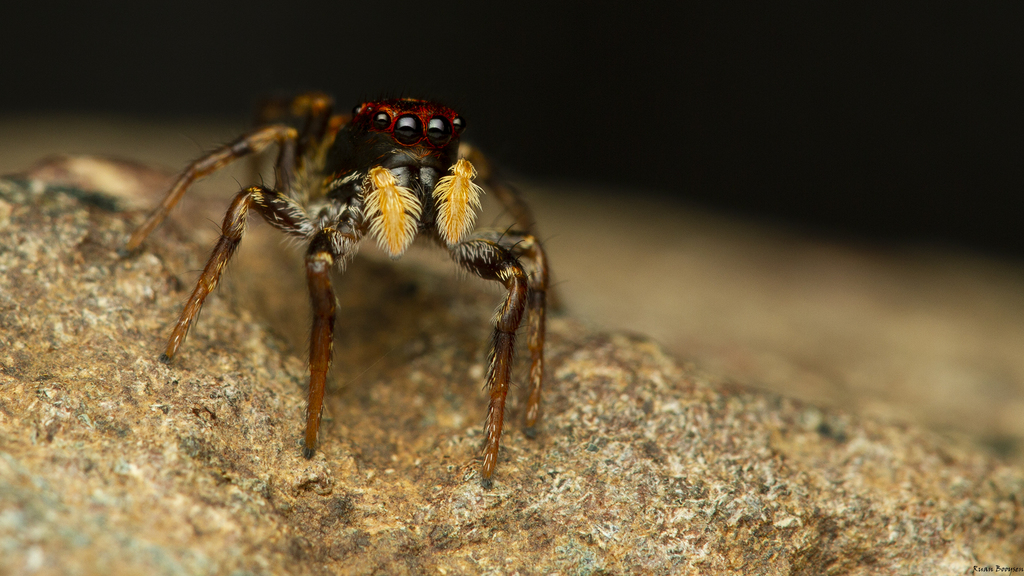 Termite-eating sun jumping spider from Park West, Bloemfontein, 9301 ...