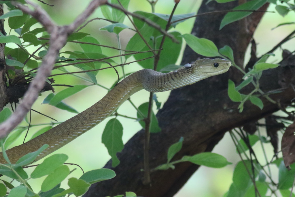 Black Mamba from Haute-Kotto, Central African Republic on May 4, 2021 ...
