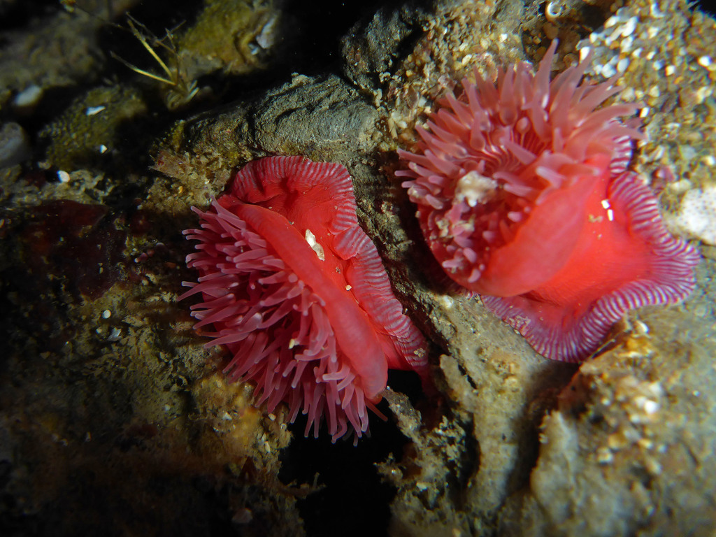 Brooding Anemone (Cnidarians of the Eastern Pacific - Anthozoans ...