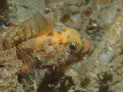 Threadfin Sculpin (Icelinus filamentosus) · iNaturalist