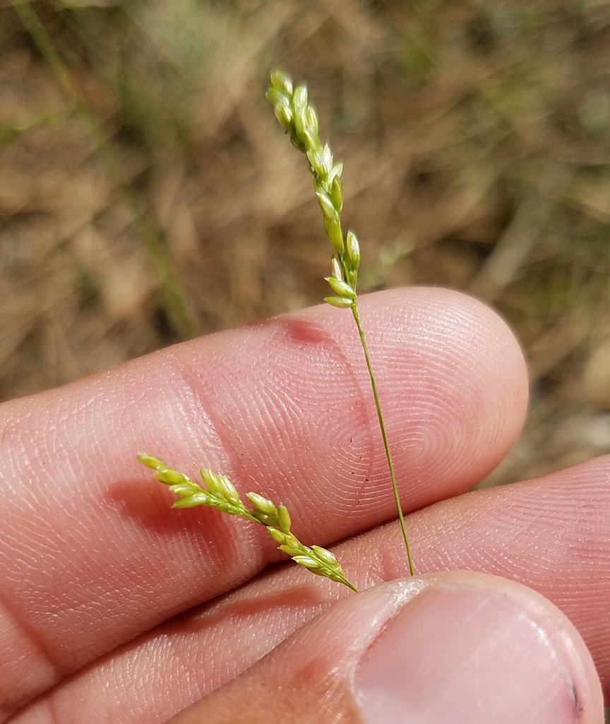 Gaping Panicgrass from Miami-Dade, Everglades National Park, Florida ...