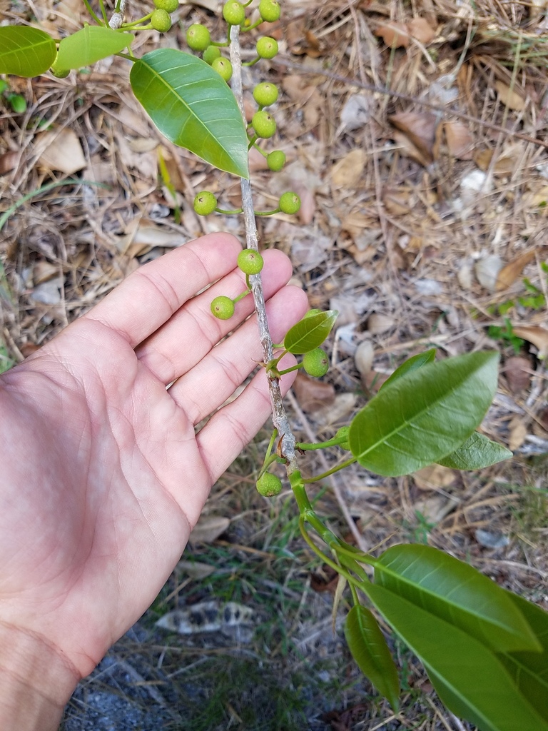 Shortleaf Fig from Miami-Dade, Everglades National Park, Florida ...