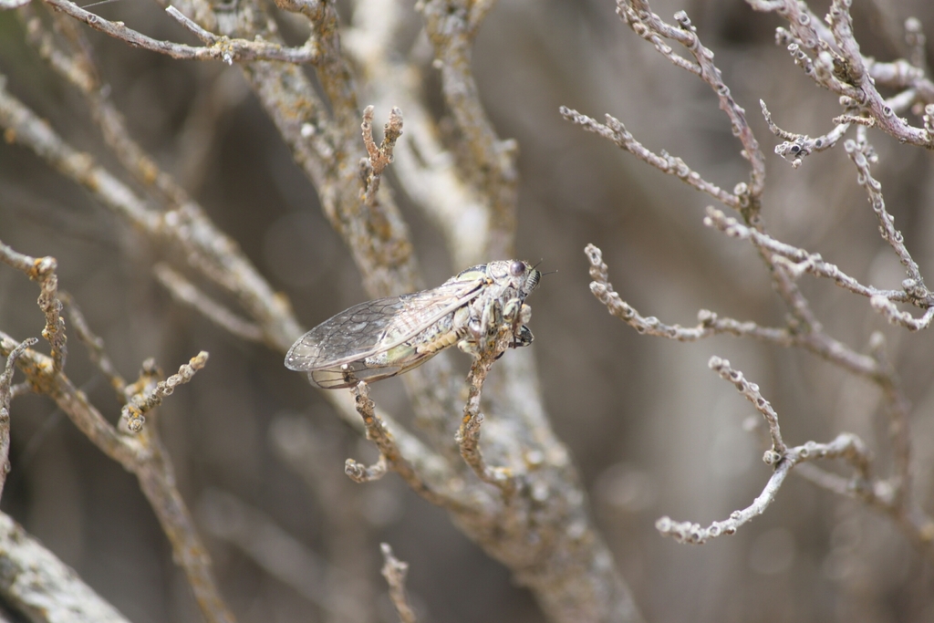 Dune Ticker Cicada from Rye VIC 3941, Australia on January 3, 2018 at ...