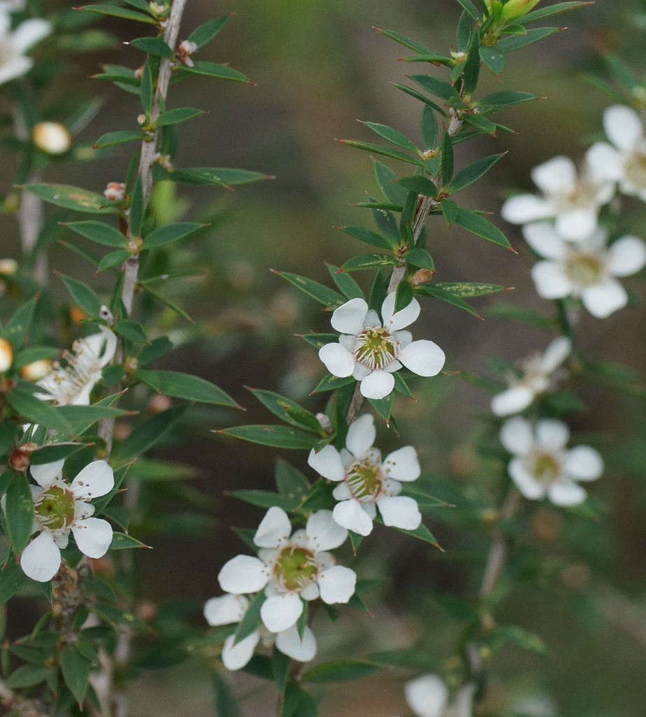 prickly tea-tree from Melbourne VIC, Australia on December 30, 2017 at ...