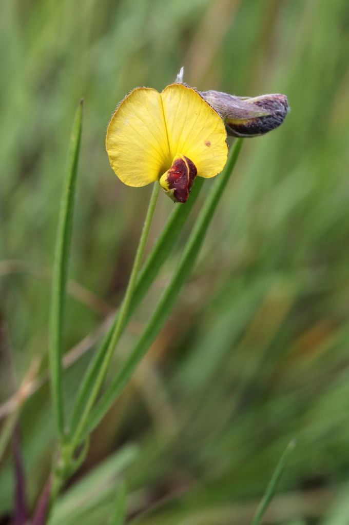 little silverpod (Plants of Rhodes Nyanga) · iNaturalist
