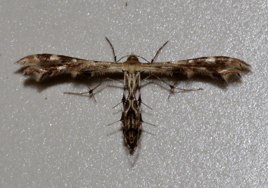 Fire-flag Plume Moth from 香港西貢北潭涌 on January 03, 2018 at 10:12 AM by ...