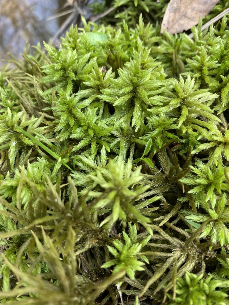 American Tree Moss from Pacific, MO, US on May 1, 2021 at 01:51 PM by ...
