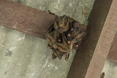 Thongaree's Disc-nosed Bat (Eudiscoderma thongareeae) · iNaturalist