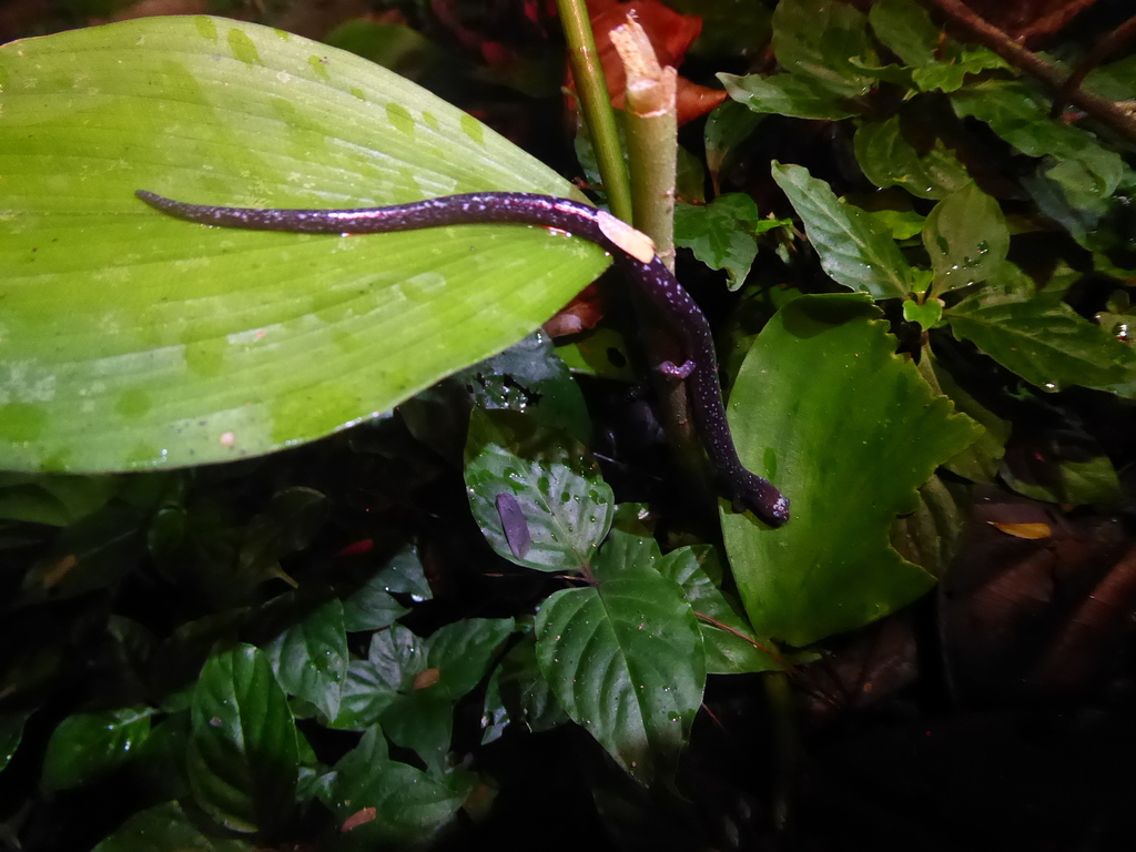 Central American Worm Salamander from Livingston, Guatemala on January ...