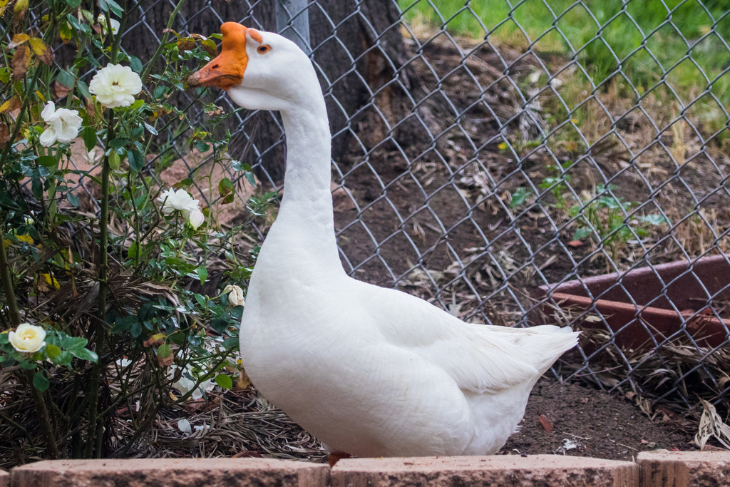 Domestic Swan Goose from Lindo Lake on May 2, 2021 at 10:43 AM by BJ ...