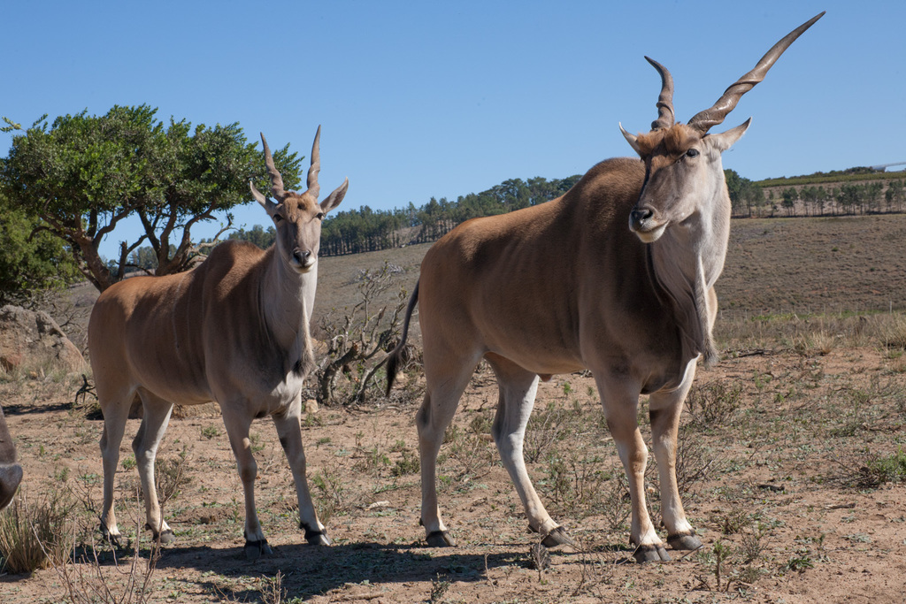 Cape Eland from Helderberg Rural, Sir Lowry's Pass, 7135, South Africa ...