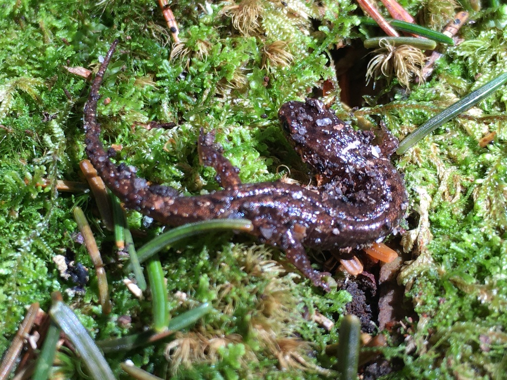Northern Pygmy Salamander in May 2021 by Cody Porter · iNaturalist