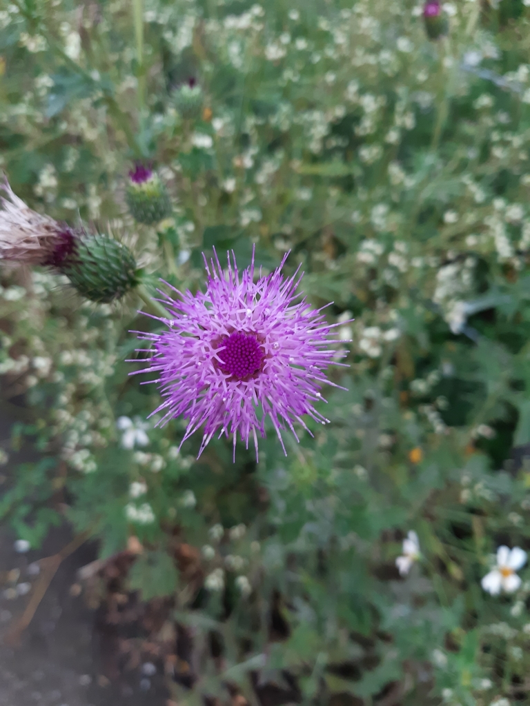 Mexican Thistle from San Isidro on May 5, 2021 at 07:36 PM by Esmeralda ...