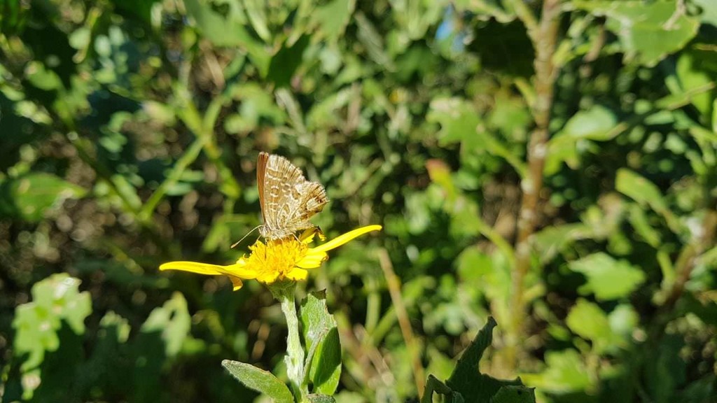 Common Geranium-bronze from Elfindale, Cape Town, 7945, South Africa on ...